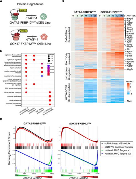 Gata6 And Sox17 Represses Visceral Endoderm Associated Gene Expression