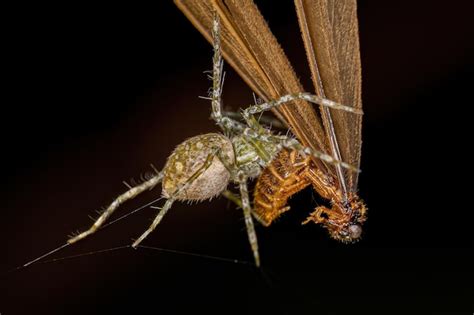 Premium Photo Small Nursery Web Spider