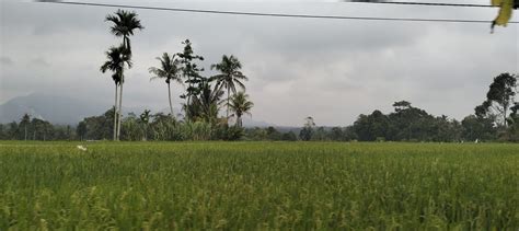 Language Ecology In Minangkabau Culture By Bahren Medium