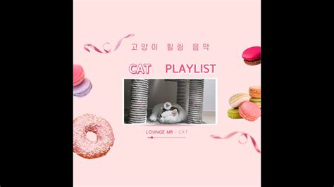 광고없음 고양이를 위한 잔잔한 음악 스트레스 해소 휴식 평화로운 기타 음악 고양이 힐링 음악 Youtube
