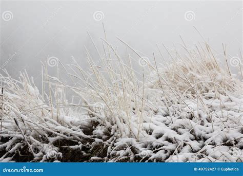 Frozen Nardus Stricta Grass During Winter Stock Image Image Of