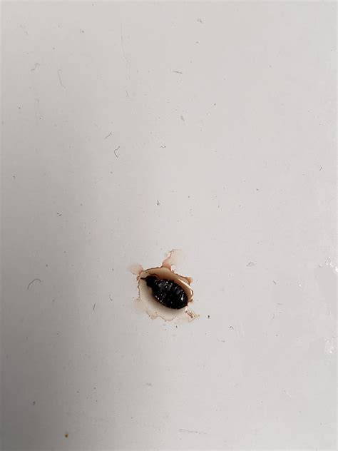Dead Bedbug R Bedbugs