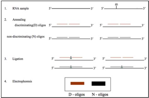 Schematic Diagram For The Detection Of Rna Modifications By The