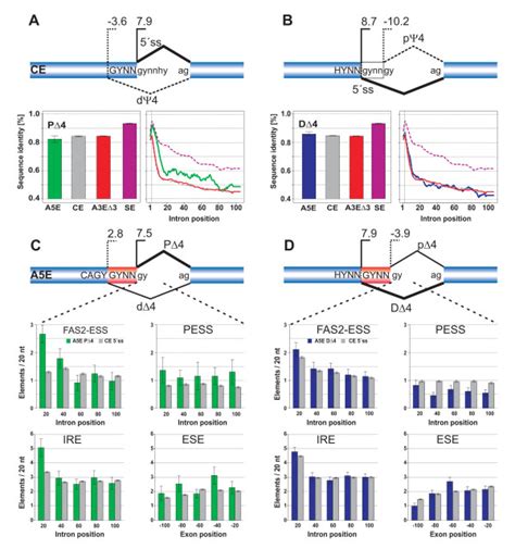 Sequence Conservation And Splicing Regulatory Elements Of A5eΔ4 A3eΔ3