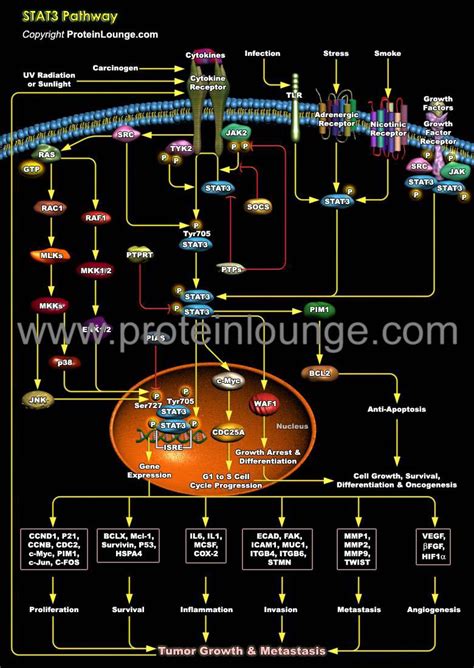 Biological Databases And Tools Stat3 Pathway Protein Lounge