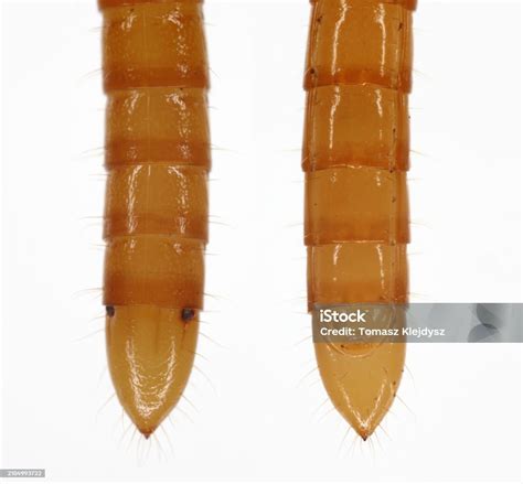 Wireworm Agriotes Sp A Click Beetle Larva Wireworms Are Important Pests
