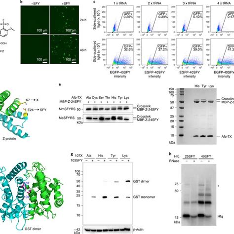 Genetically Encoding Sfy Allows Crosslinking Of His Tyr And Lys Download Scientific Diagram Genetically Encoding Sfy Allows Crosslinking Of His Tyr And Lys Download Scientific Diagram