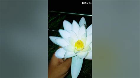 শাপলাফুল🪷 Youtube