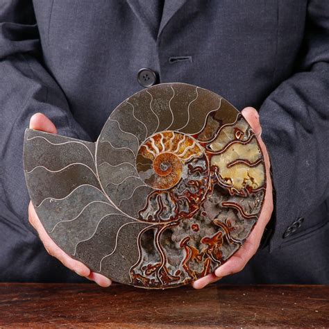 First Quality Sectioned Ammonite Perfect Visible Cells Calcite And