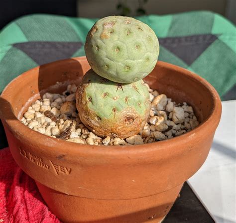 Im A Dumbass And Had An Insect Repellant Incense Stick Next To My Old Man Cactus Obviously The