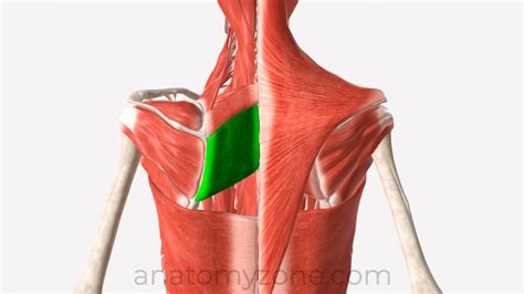 Rhomboids Origin And Insertion Rhomboids Origin And Insertion