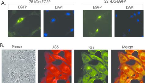 A Localization Of Ul35 Egfp Fusion Proteins In Transfected Download Scientific Diagram