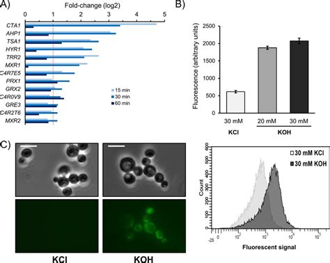 Alkalinization Of The Medium Triggers An Oxidative Stress Response In