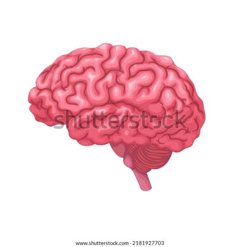 Brain Neuron Illustration Cartoon 1 233개가 넘는 로열티 프리 라이선스 대상 스톡 일러스트 및 그림 Shutterstock