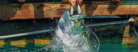 The Turtle Hospital Twix A Juvenile Kemps Ridley Sea Turtle Is Excited To Be Going Back To