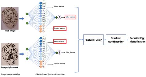 Egg Classification Using Descriptor Fusion Color And Texture