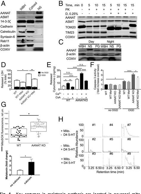 Figure 1 From Dual Role Of Mitochondria In Producing Melatonin And