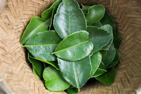 Berita Daun Jeruk Nipis Terbaru Hari Ini Grid Health