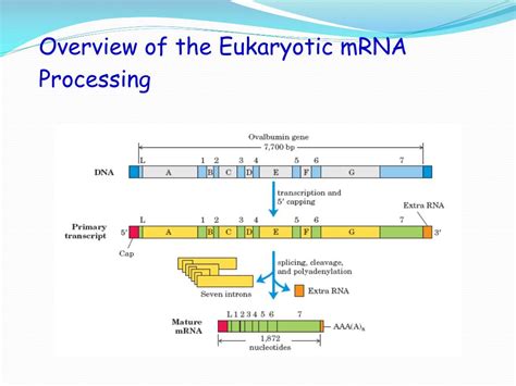 Ppt Rna Processing Eukaryotes Powerpoint Presentation Free Download Id 7122006
