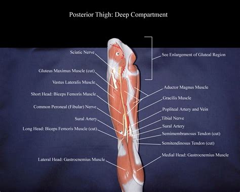 Posterior Thigh Muscle Anatomy Posteriorthighmodeldeep