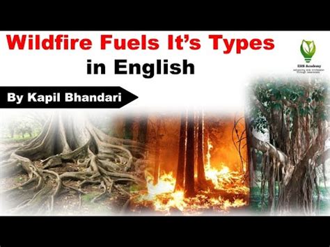 Wildfire Fuels And Its Types🌳 Forest Fires Wildland Fire Protection