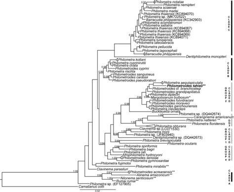 Phylogram Resulting From Bayesian Inference 10000000 Generations Of Download Scientific