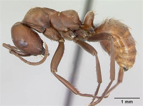 Amazon Ants Polyergus Always Learning