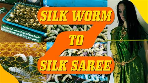 Silk Worm Turns Into Silk Best Place To See Live Silk Worms Youtube