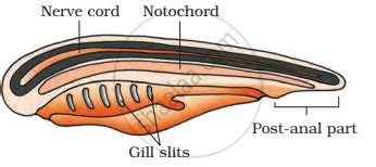 Give Three Major Differences Between Chordates And Non Chordates And Draw A Schematic Sketch Of