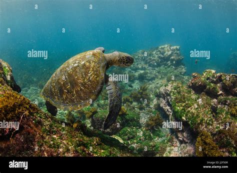 Galapagos Green Sea Turtle Chelonia Mydas Agassizi Underwater