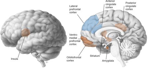 Neuroscience Of Mindfulness Meditation And Executive Functions