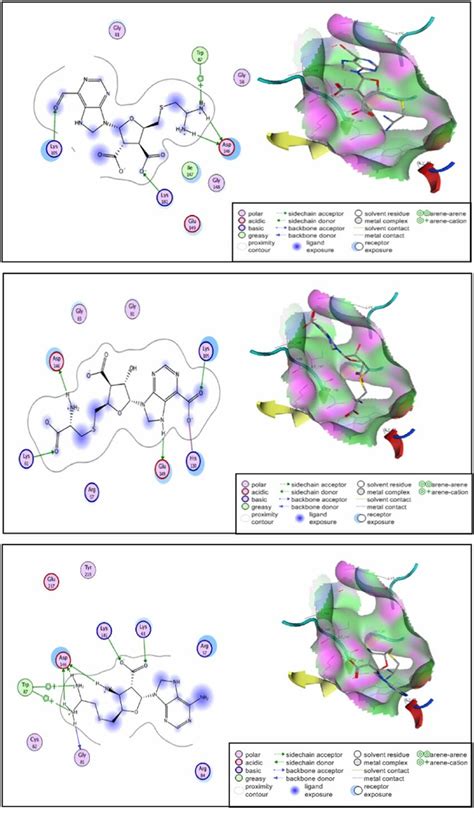 Molecular Interaction And Dimensional Visualization Of Binding Site Download Scientific