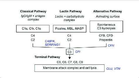 Simplified Scheme Of The Three Activation And Terminal Complement