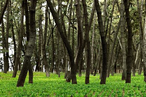 1 Free Τζανγκανγκ Pinetree Images Pixabay