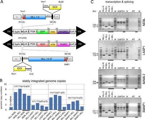 Figure 1 From Functional Characterisation Of Different Mll Fusion Proteins By Using Inducible