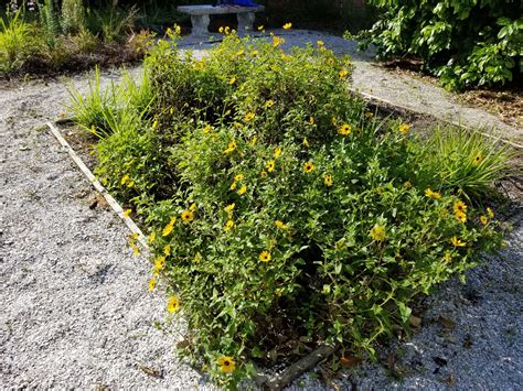 Coastal Wildscapes St Simons Elementary School Native Plant Garden