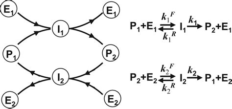 A Single Cycle Diagram And Description Of Reactions Download Scientific Diagram