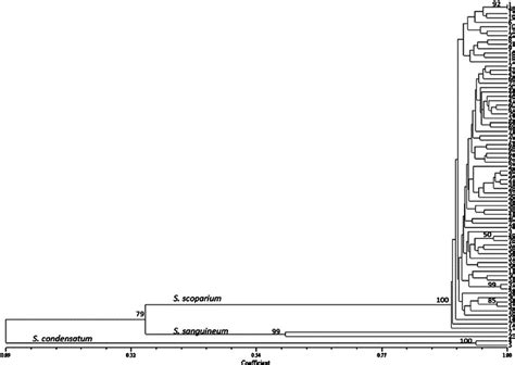Unweighted Pair Group Method With Arithmetic Mean Cluster Analysis For Download Scientific