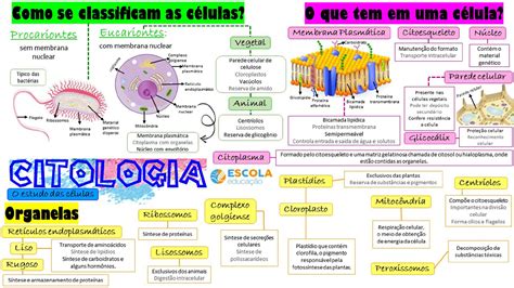 Mapa Mental Citologia Citologia Clínica