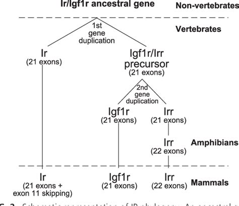Figure 2 From Insulin Receptor Isoforms And Insulin Receptorinsulin Like Growth Factor Receptor