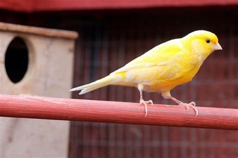 مقایسه نژاد های قناری برای شناخت بیشتر این پرنده عکس