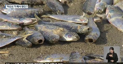 고성 송지호서 물고기 떼죽음산소 부족 탓