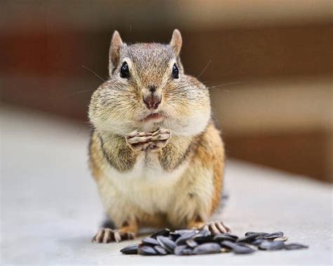 Cute Cartoon Chipmunk Face