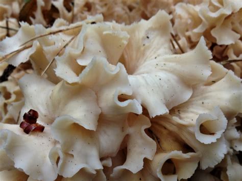 Cauliflower Fungus Wild Food Uk