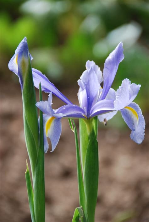 Terra E Sementes Iris