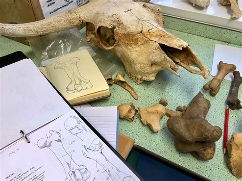 Council Approves Plans For Aeons Environmental Archaeology Facility