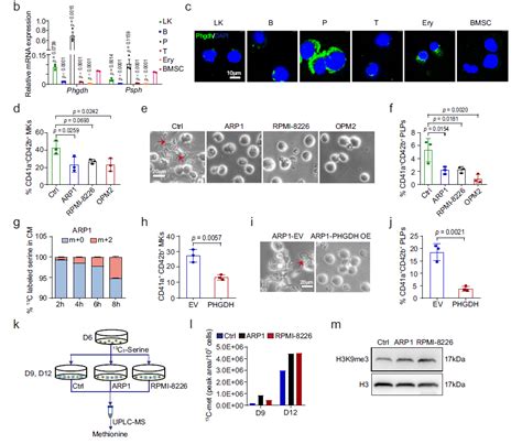 客户案例 Nc二连发！代谢组学 代谢流技术助力周文教授团队在多发性骨髓瘤研究中的新突破（二） 肿瘤细胞 氨基酸代谢 非靶向代谢 脂质 多组