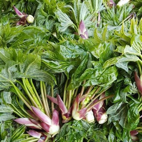 강원도 인제 명품 산나물 자연산 참두릅 1kg예약판매