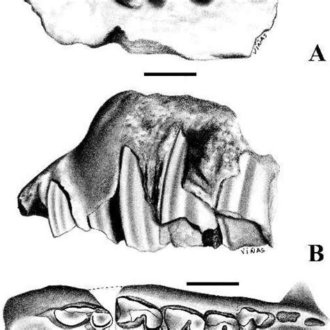 Pdf The Hegetotheriidae Mammalia Notoungulata Assemblage From The