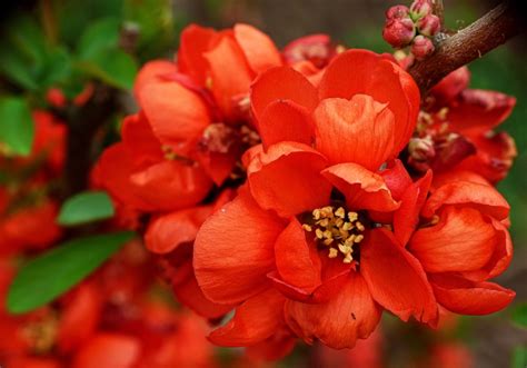 Айва Фото И Описание – Telegraph